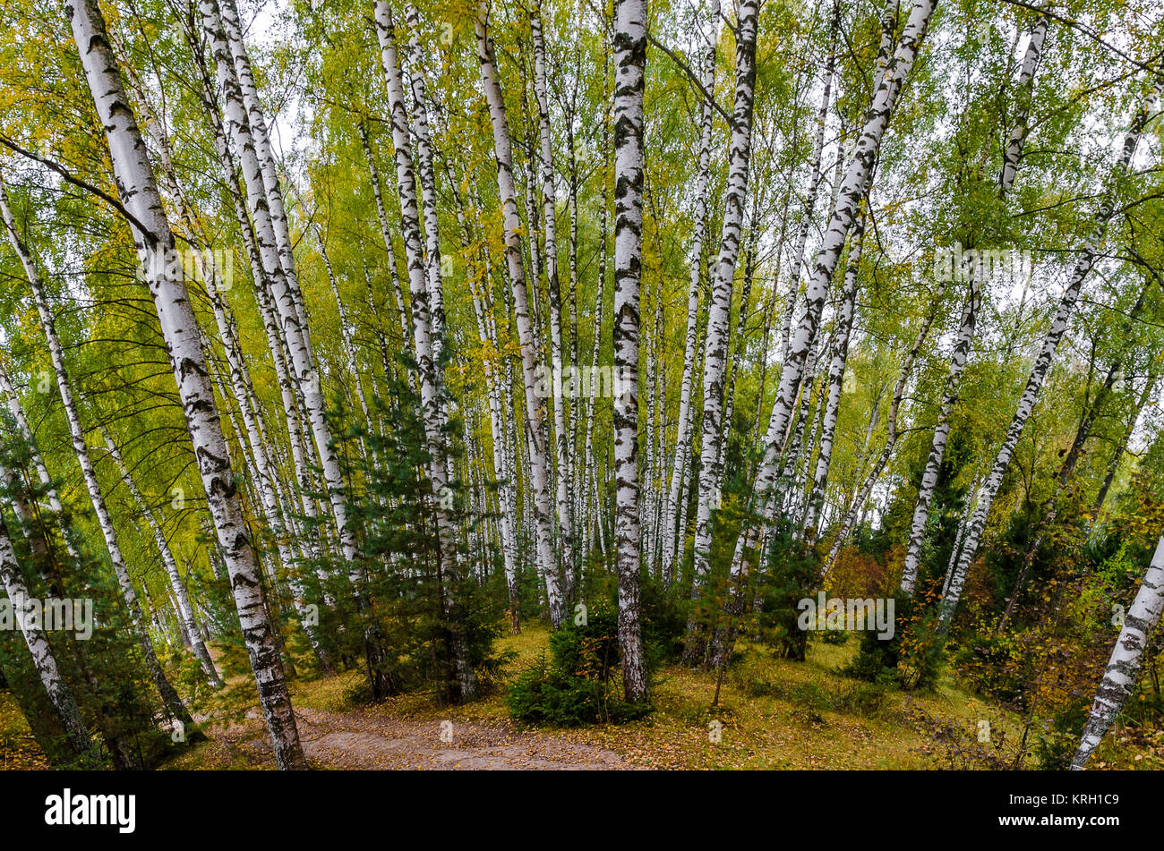 In The Autumn Forest Stock Photo - Alamy