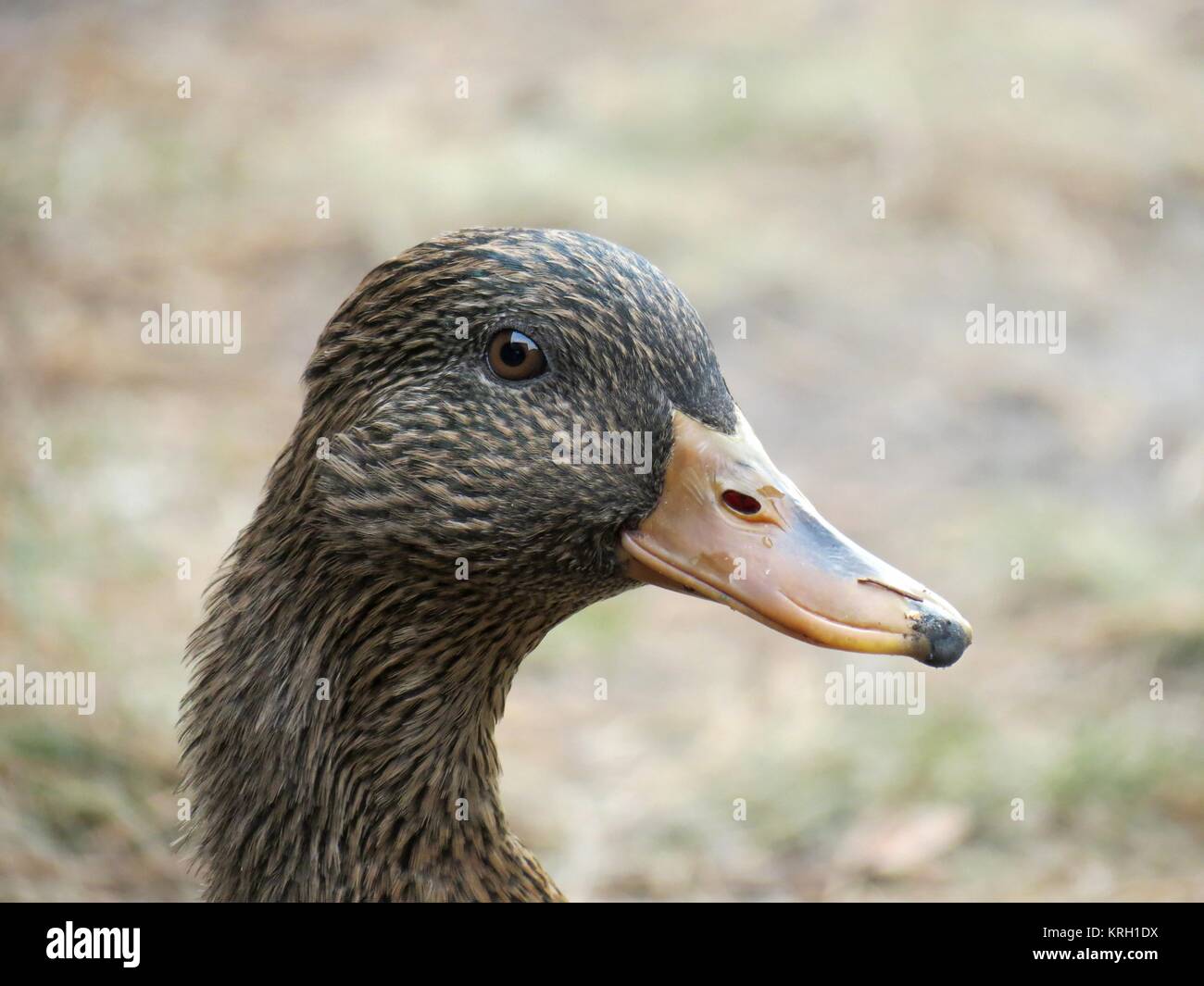 portrait of a duck Stock Photo - Alamy