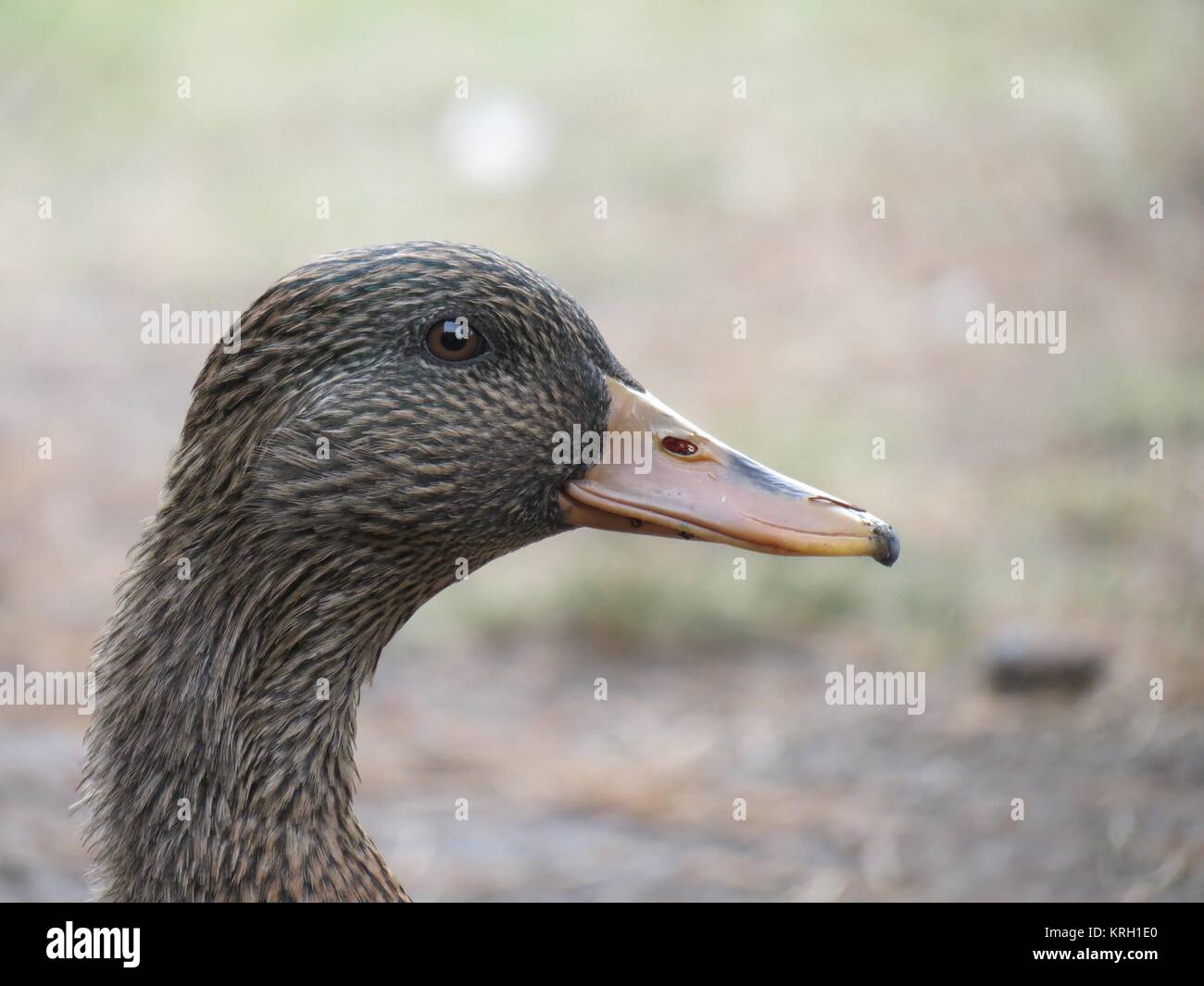 head of a duck Stock Photo - Alamy