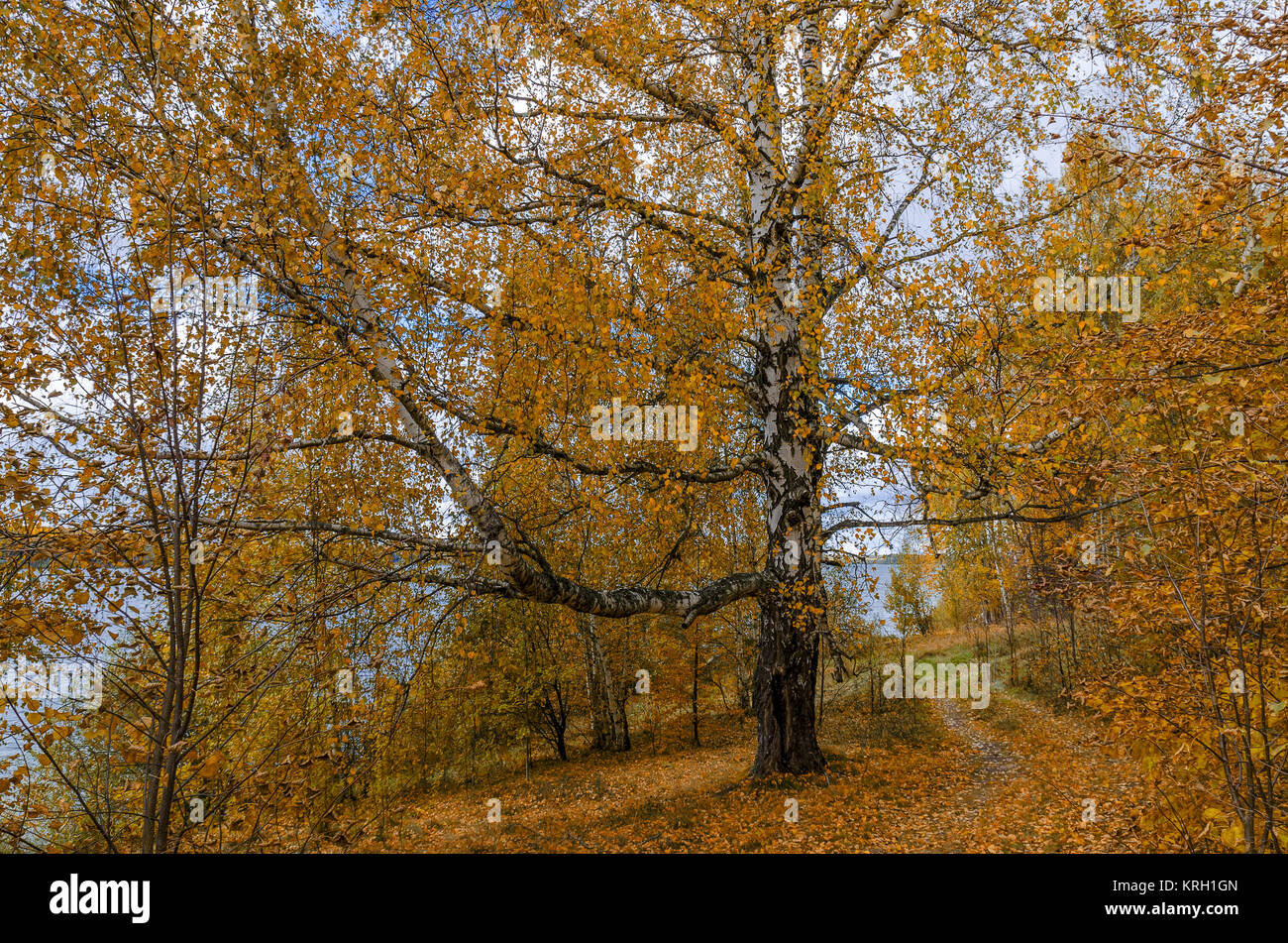 In The Autumn Forest Stock Photo - Alamy