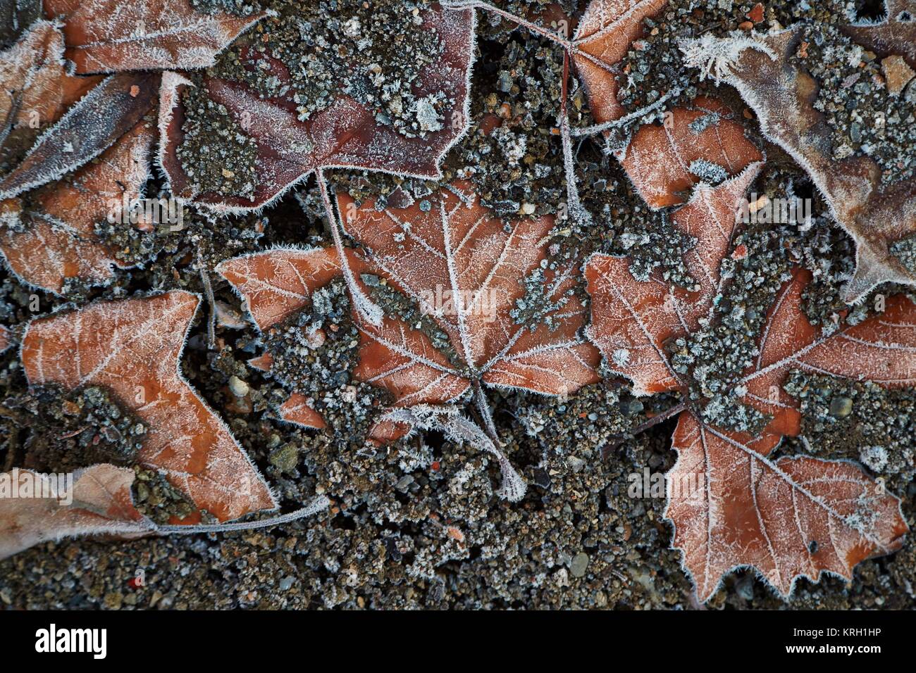 Frosty soil leaves texture hi-res stock photography and images - Alamy