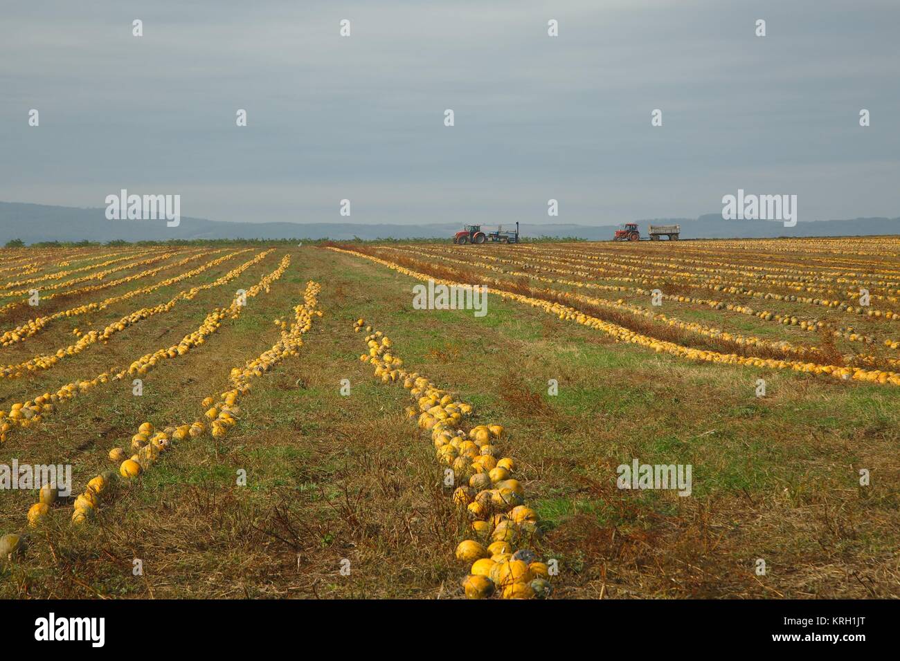 Pumpkin field view Stock Photo - Alamy