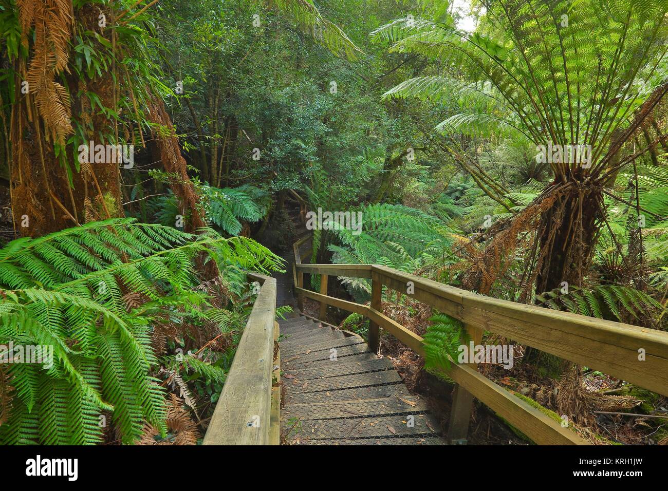 Rain forest path Stock Photo - Alamy