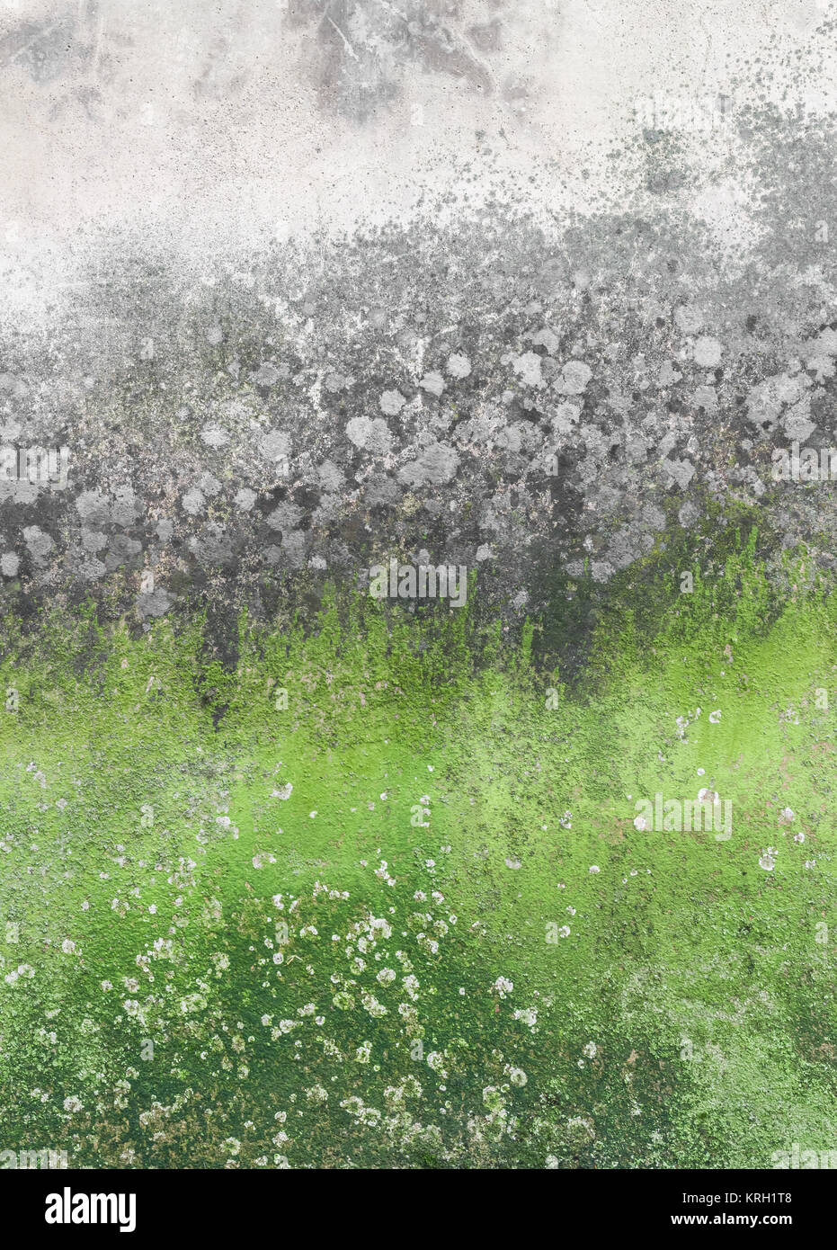 Moss and mold on wall Stock Photo - Alamy