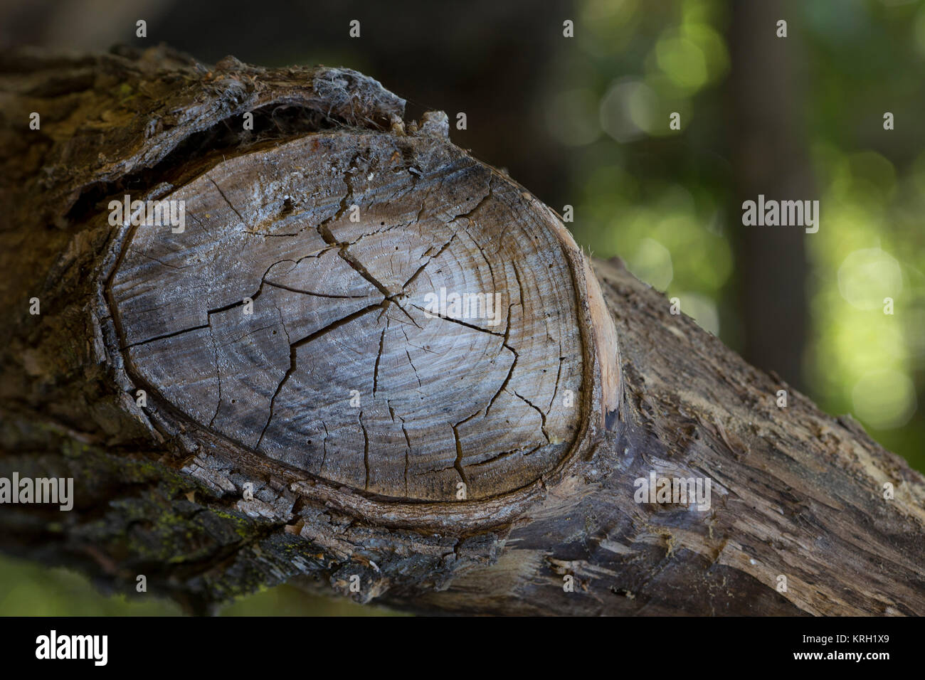 Tree bark knot hi-res stock photography and images - Alamy
