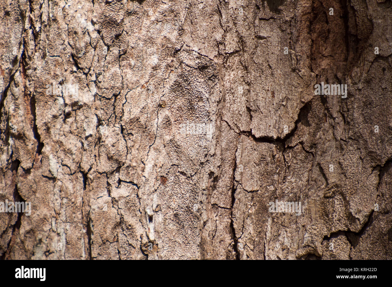 Tamarind tree bark background Stock Photo - Alamy