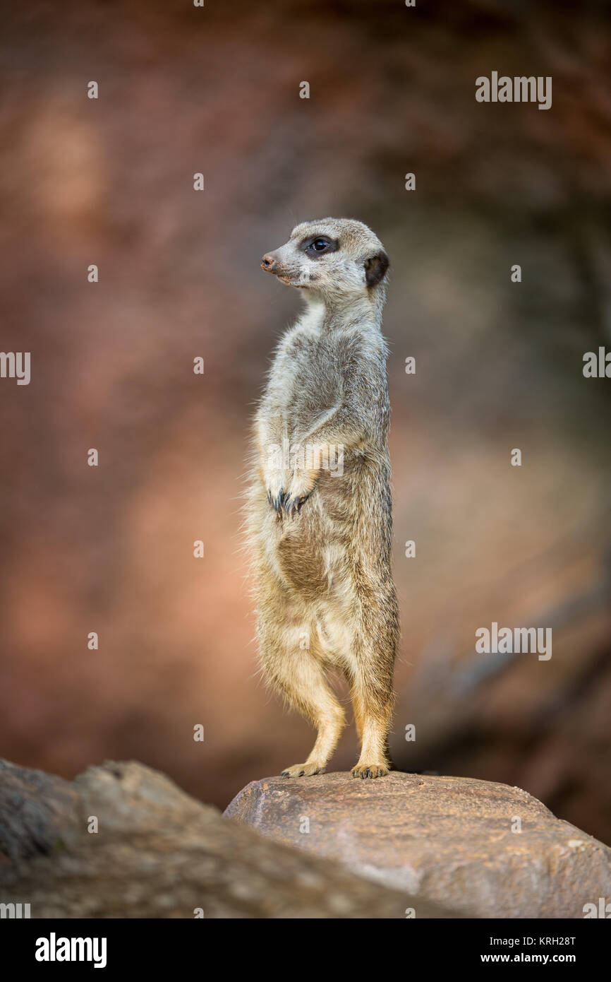 Watchful meerkat standing guard Stock Photo - Alamy