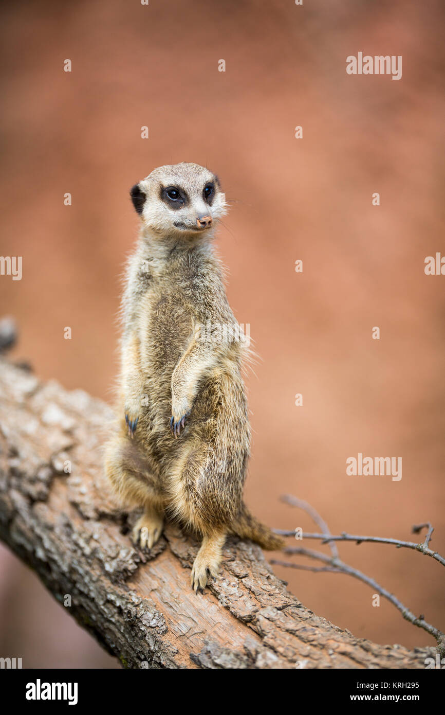 Watchful meerkat standing guard Stock Photo - Alamy