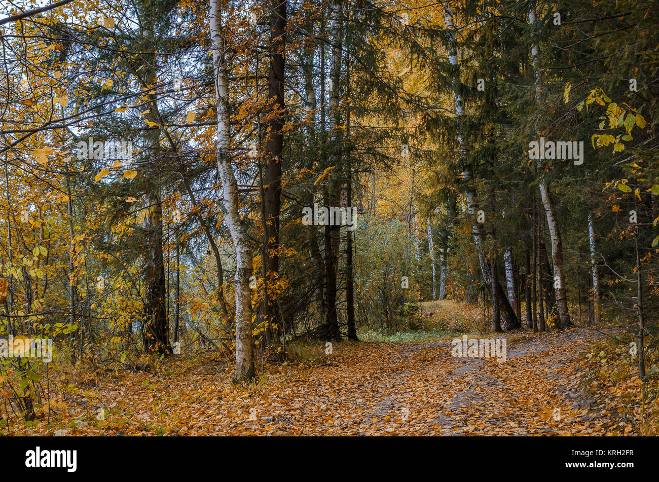In The Autumn Forest Stock Photo - Alamy