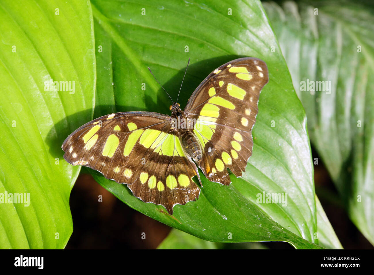 malachite butterfly (siproeta stelenes synonym metamorpha stelenes ...