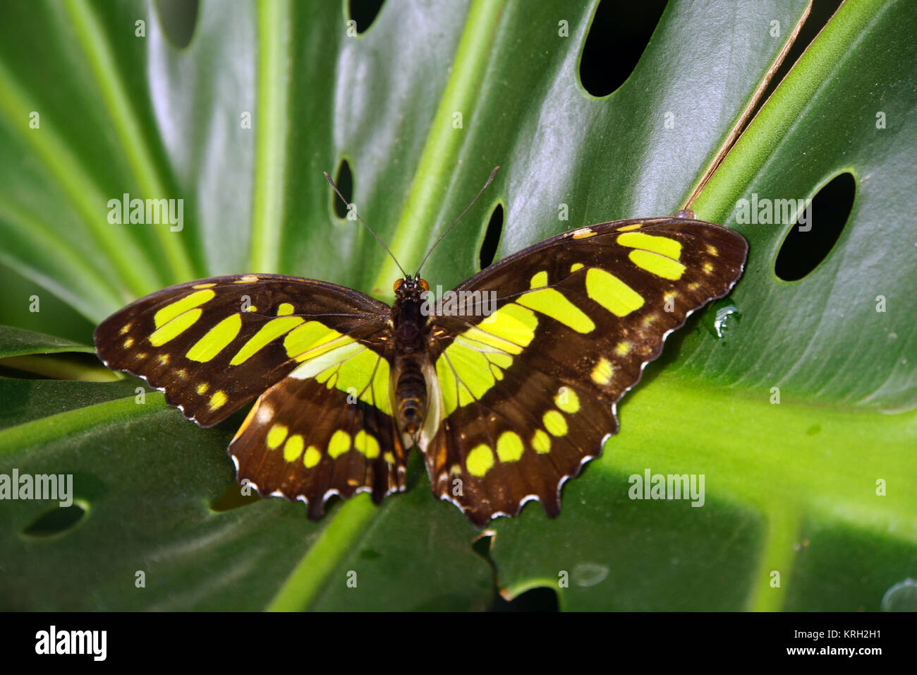 malachite butterfly (siproeta stelenes synonym metamorpha stelenes ...
