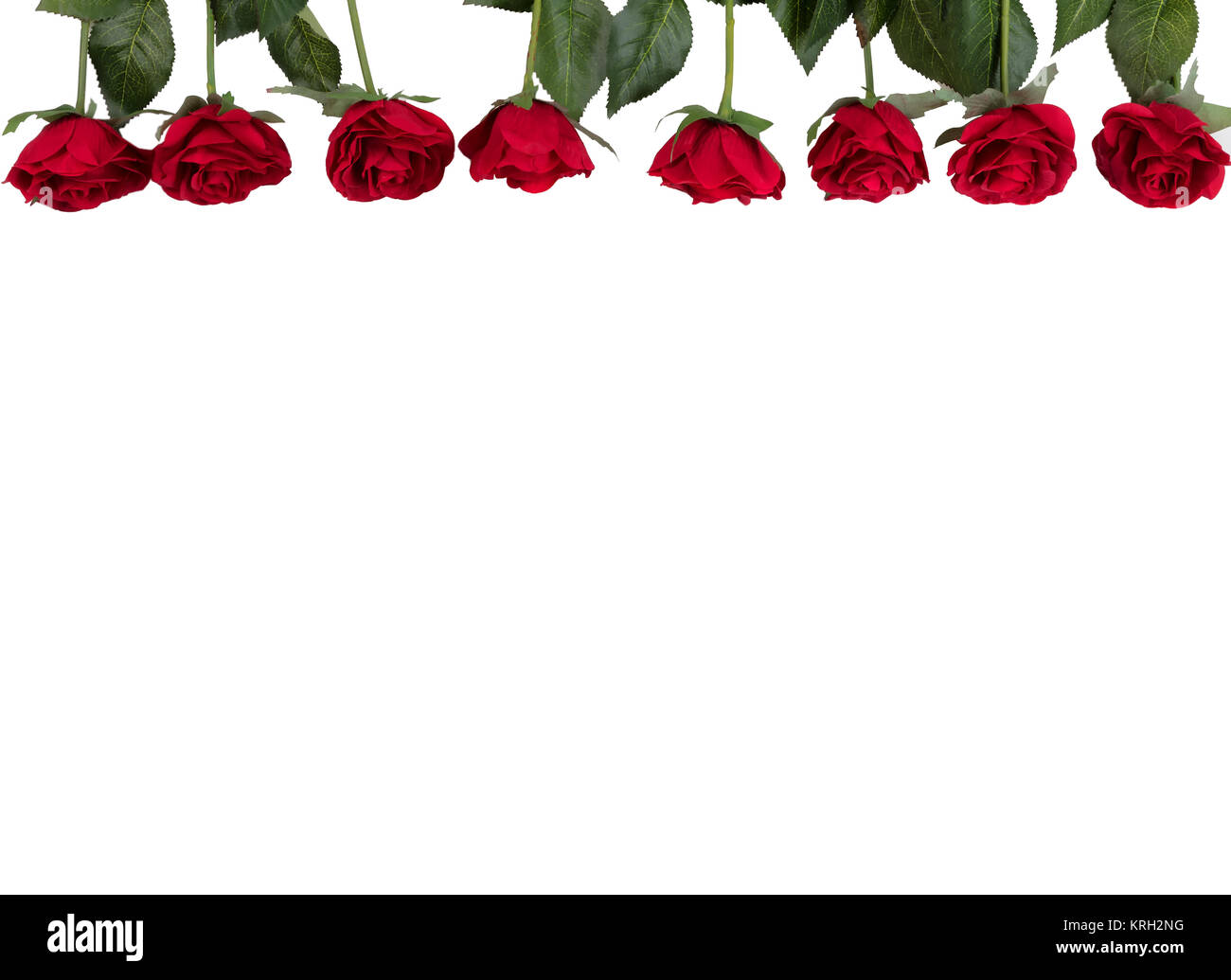Red roses forming upper border on white background Stock Photo - Alamy