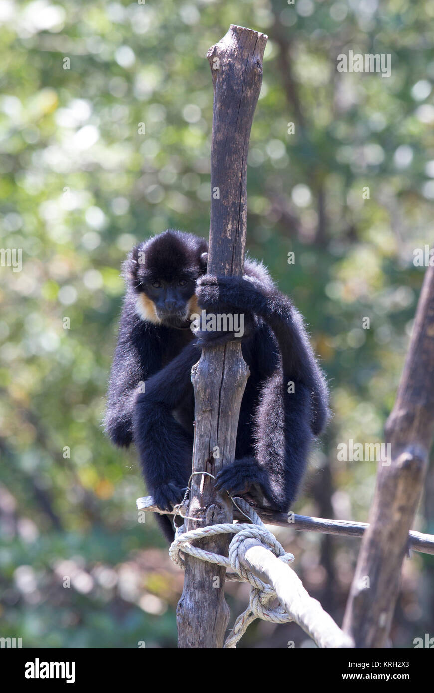 Black Puck High Resolution Stock Photography and Images - Alamy