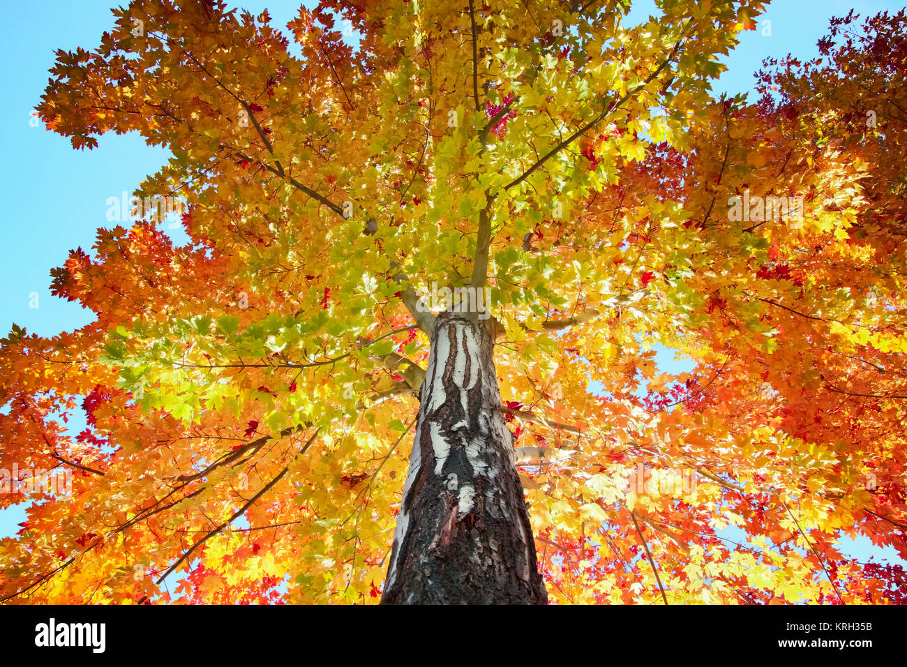 Colorful autumn leaves Stock Photo - Alamy