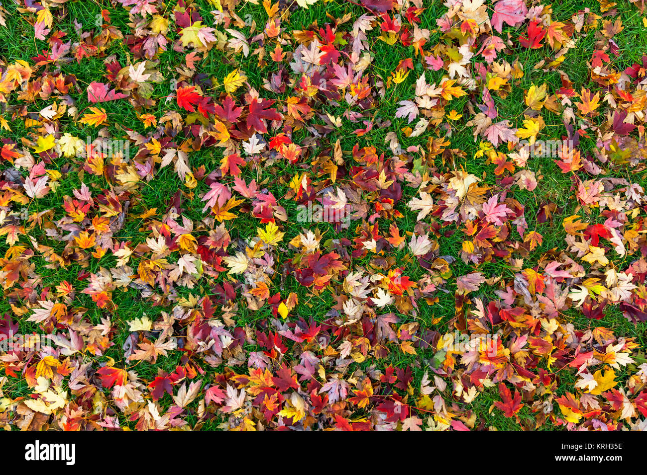 Colorful autumn leaves on green grass background Stock Photo - Alamy