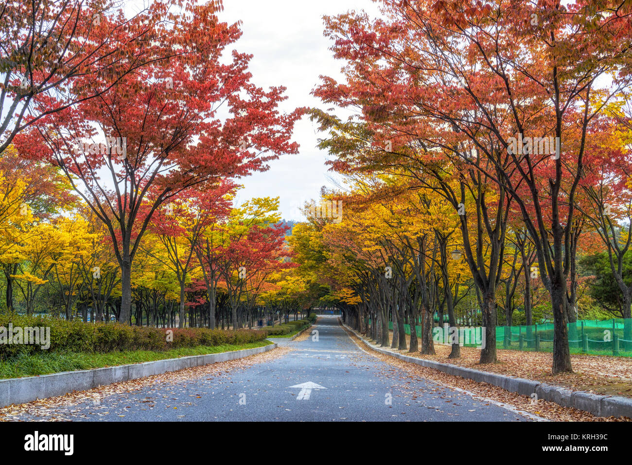Incheon grand park during autumn Stock Photo - Alamy