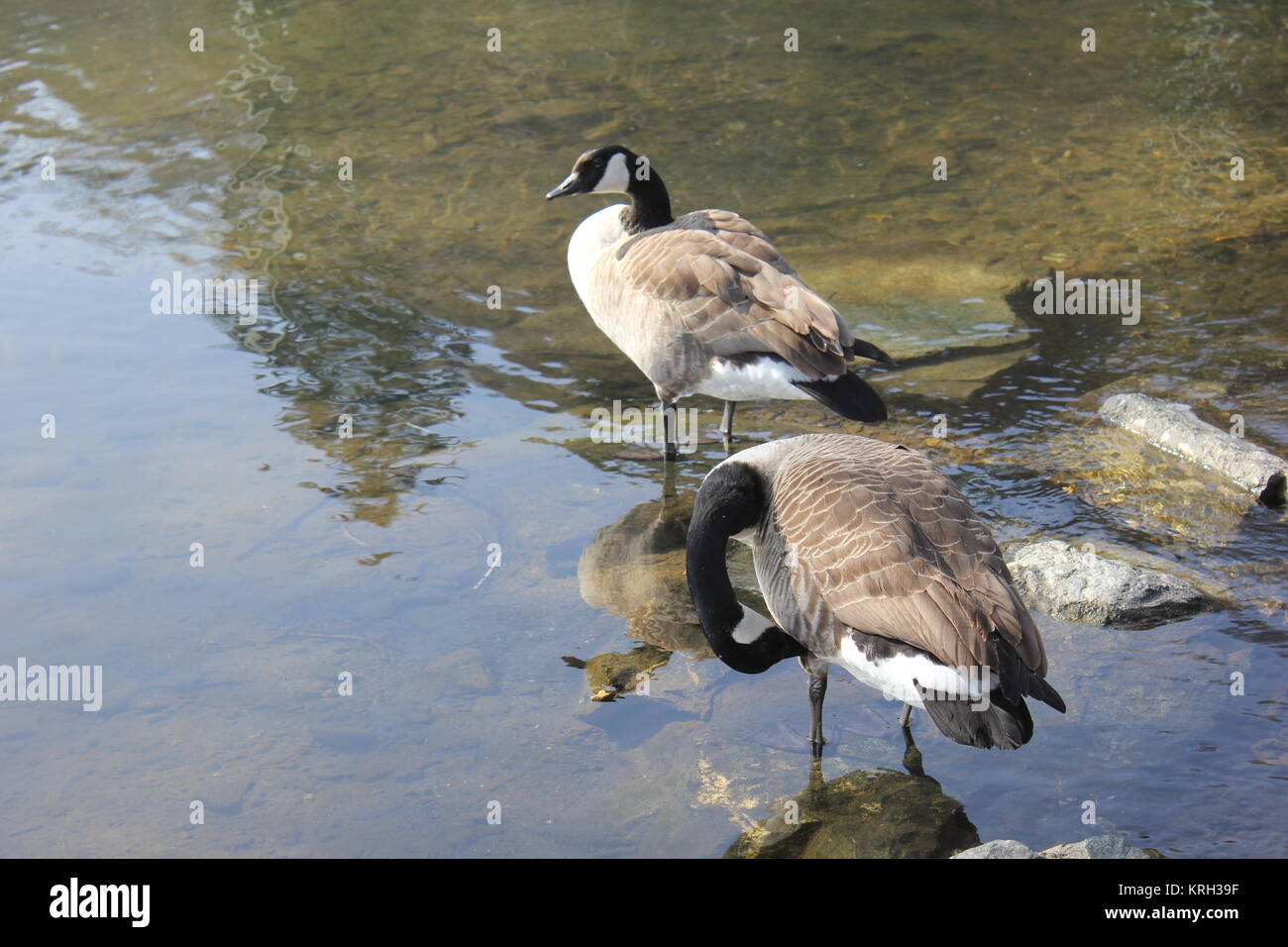 Canada Goose make a break at the river Stock Photo - Alamy
