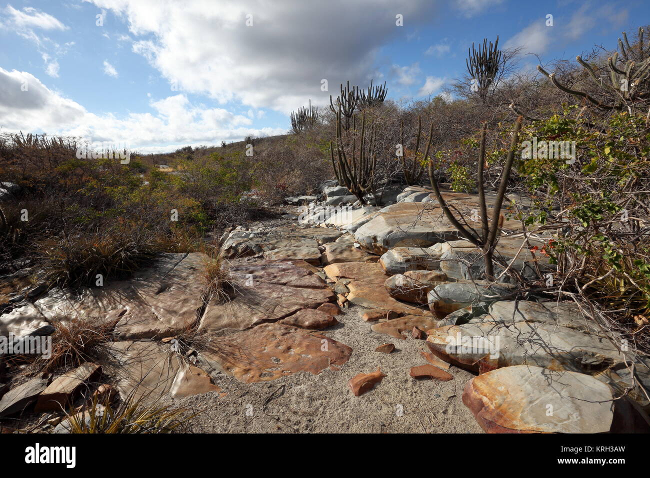 the landscape of the caatinga in brazil Stock Photo - Alamy