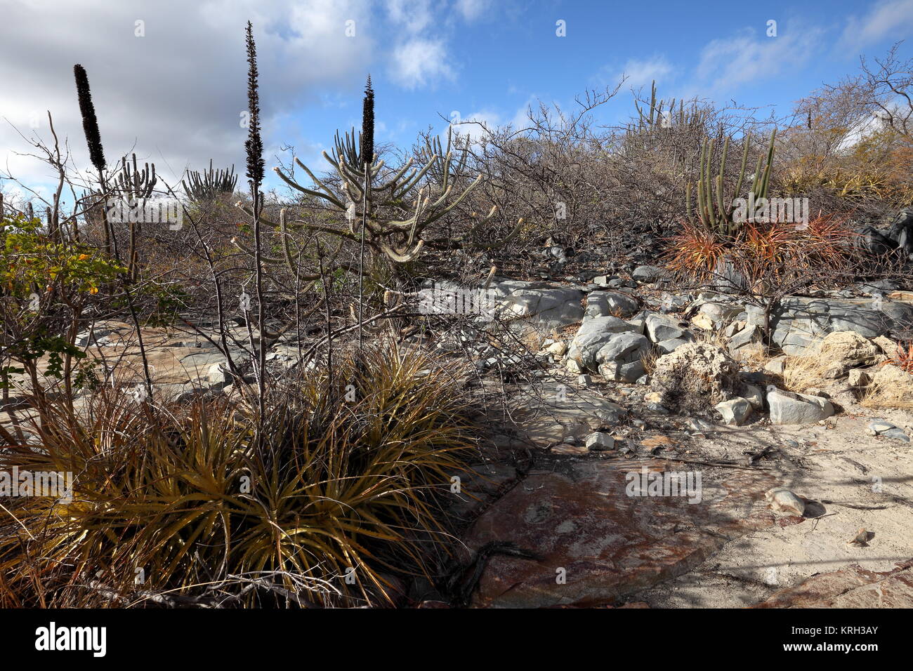 the landscape of the caatinga in brazil Stock Photo - Alamy
