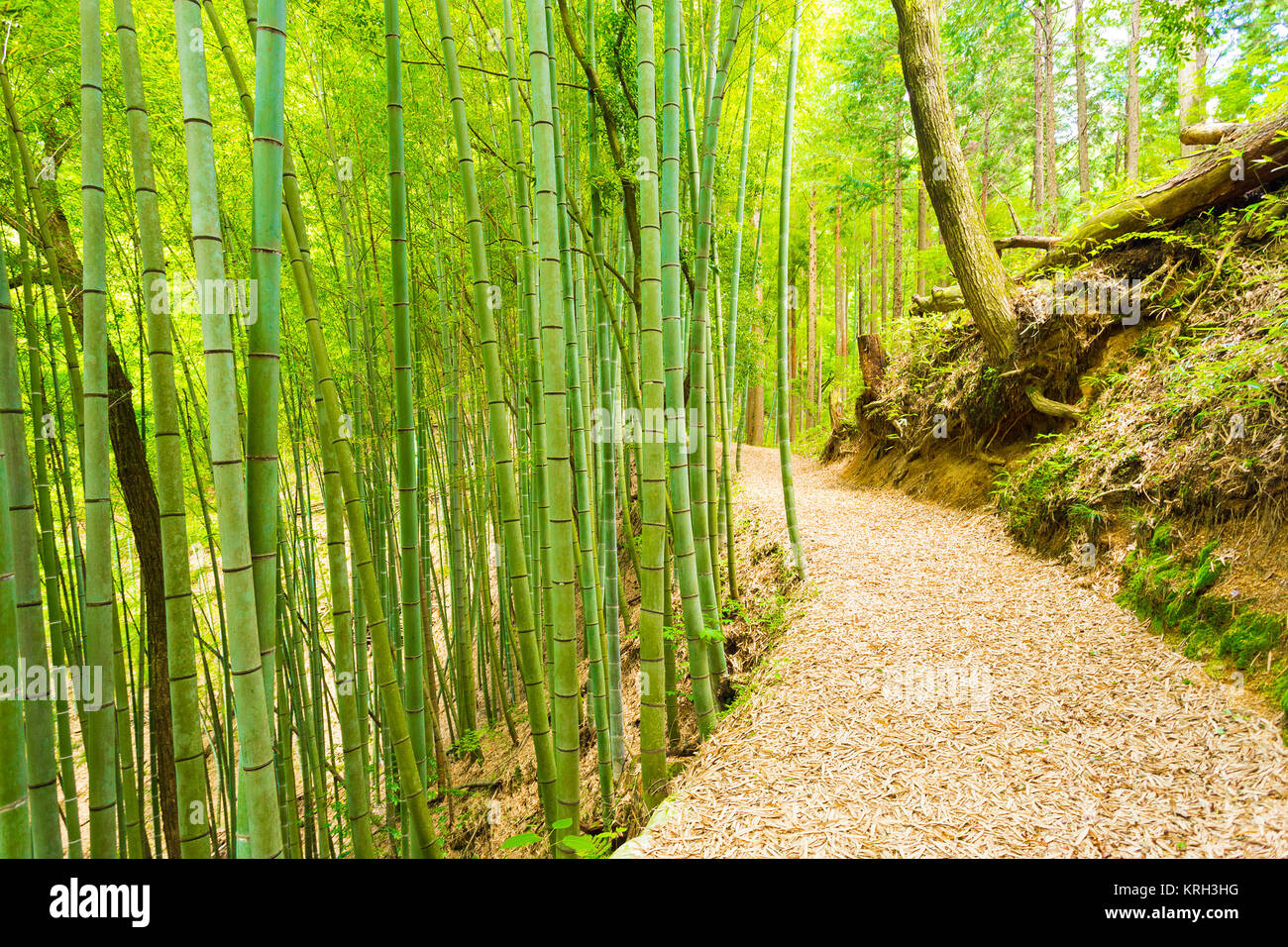 Path less taken hi-res stock photography and images - Alamy