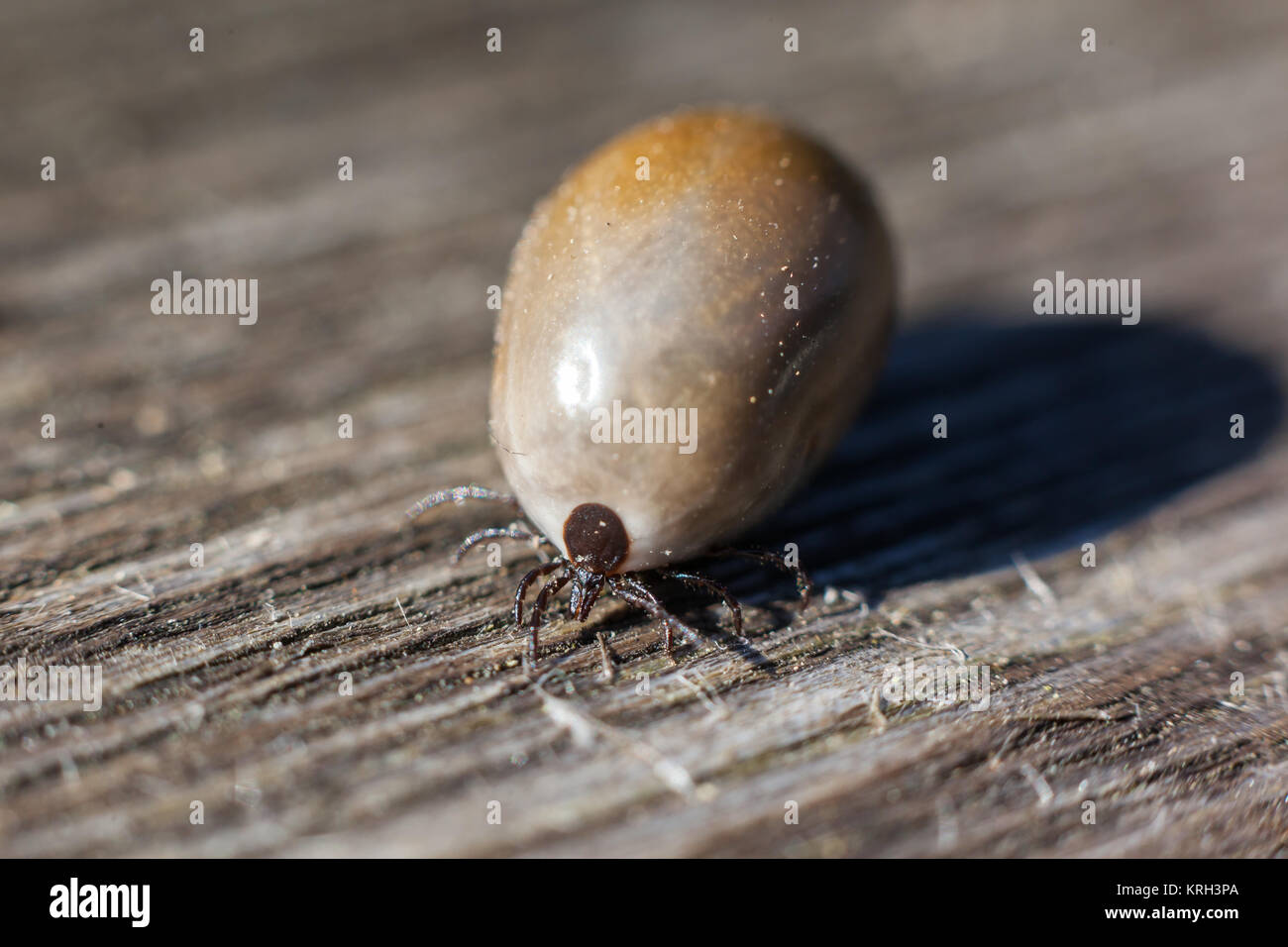 Zeckenbiss borreliose hi-res stock photography and images - Alamy