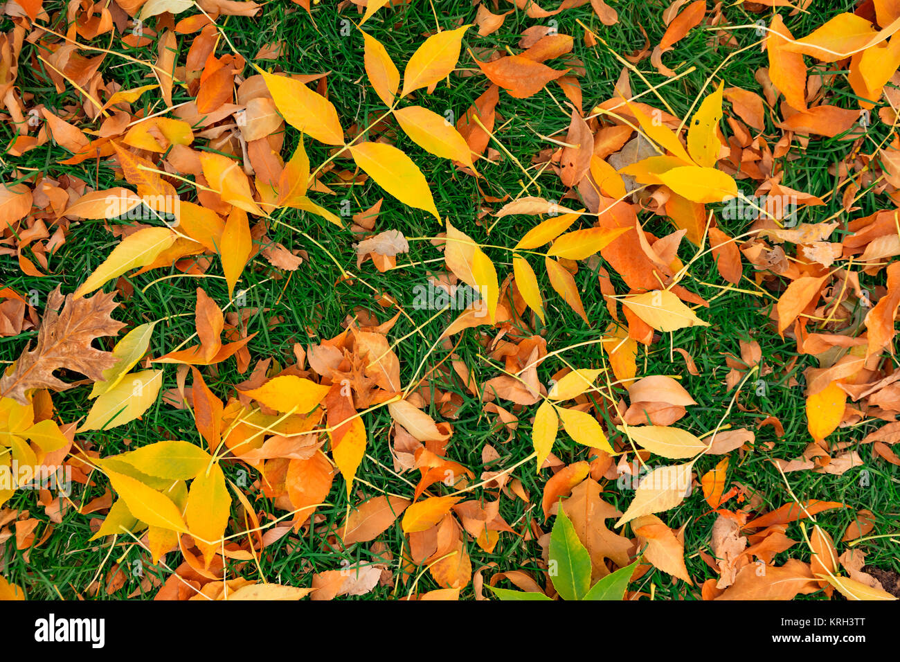 Colorful fall leafs on green grass background Stock Photo - Alamy