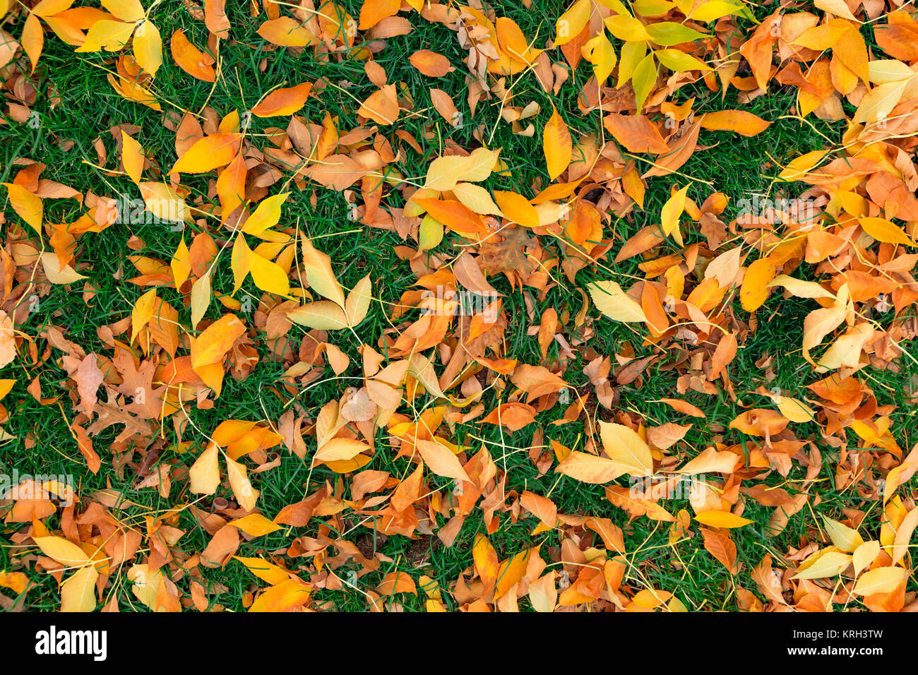 Colorful fall leafs on green grass background Stock Photo - Alamy