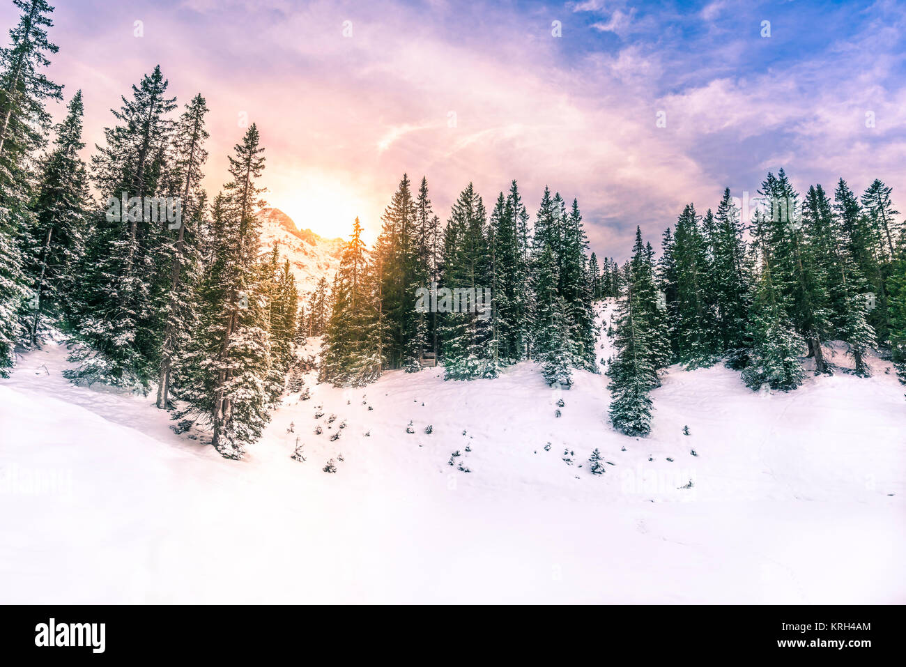 Winter sun through fir forest Stock Photo - Alamy