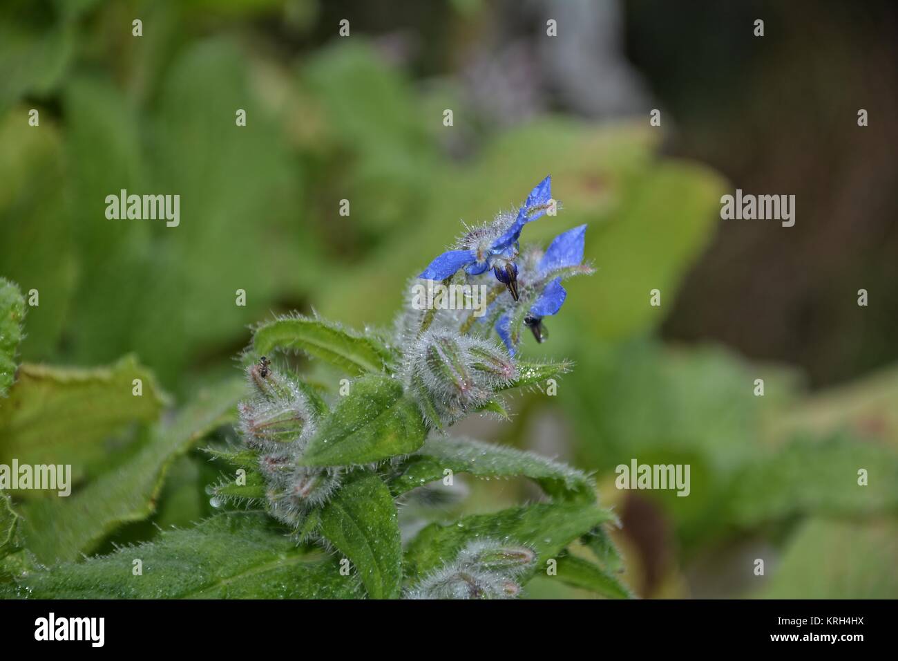 blue borage flowers in detail (borago officinalis Stock Photo - Alamy
