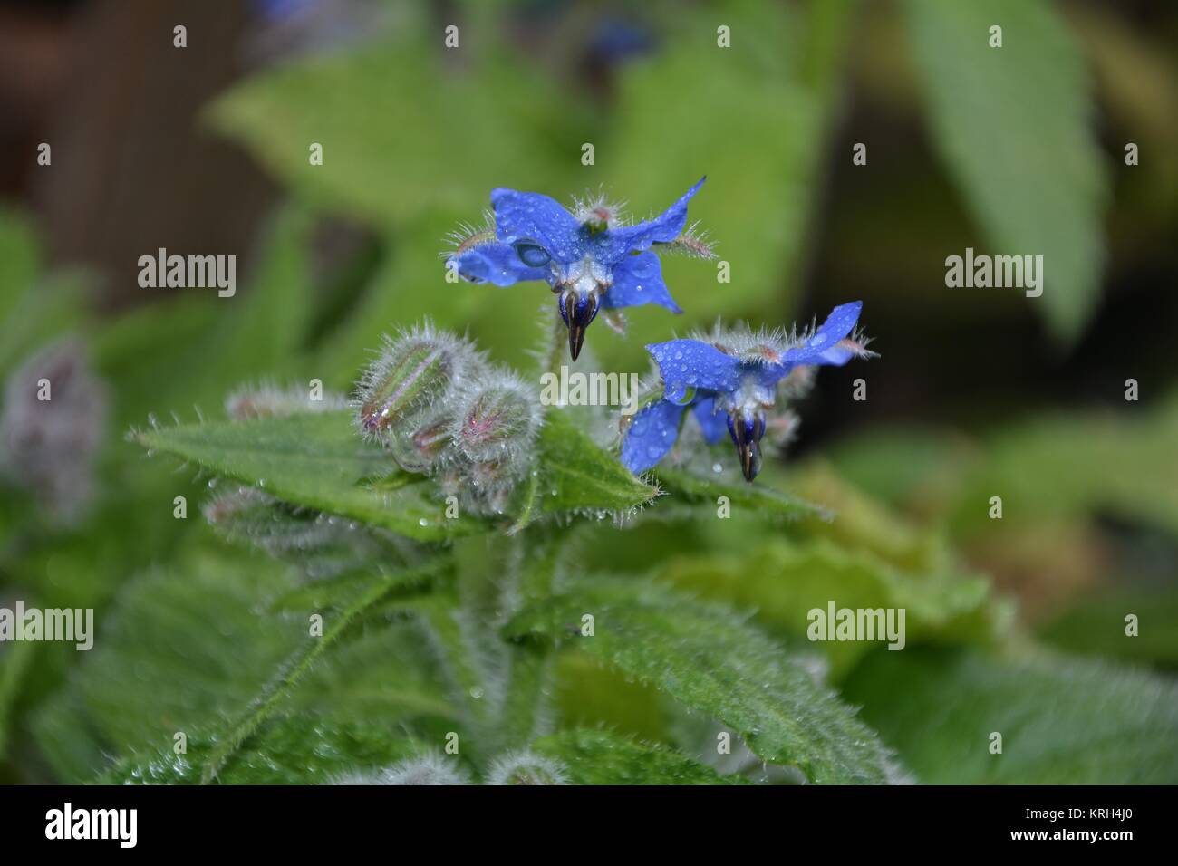 Â blue borage flowers in detail in the garden (borago officinalis Stock ...