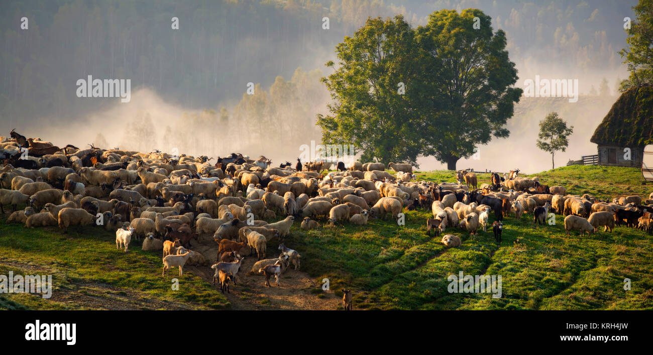 Heard of sheep hi-res stock photography and images - Alamy
