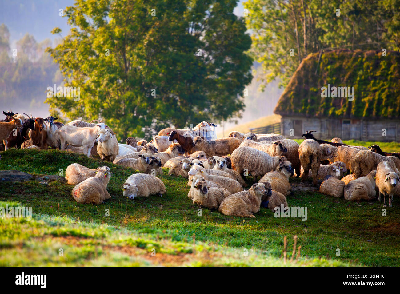 Heard of sheep hi-res stock photography and images - Alamy