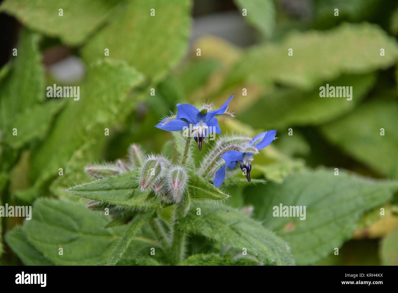 blue borage flowers in detail (borago officinalis Stock Photo - Alamy