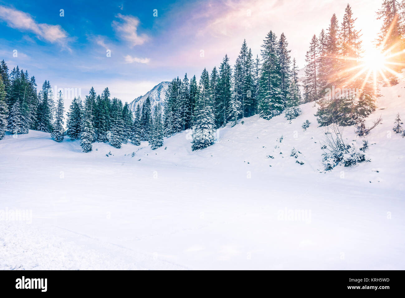 Winter sunshine in the forest Stock Photo - Alamy