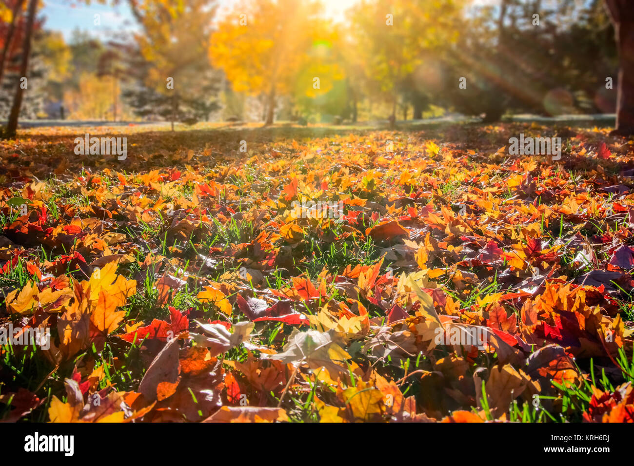 Autumn tree leafs on grass background Stock Photo - Alamy