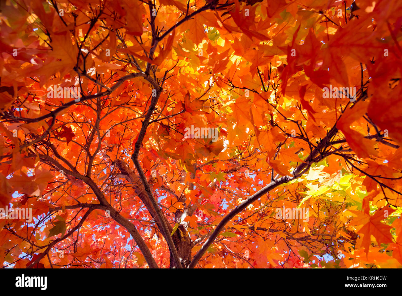 Colorful autumn leaves Stock Photo - Alamy