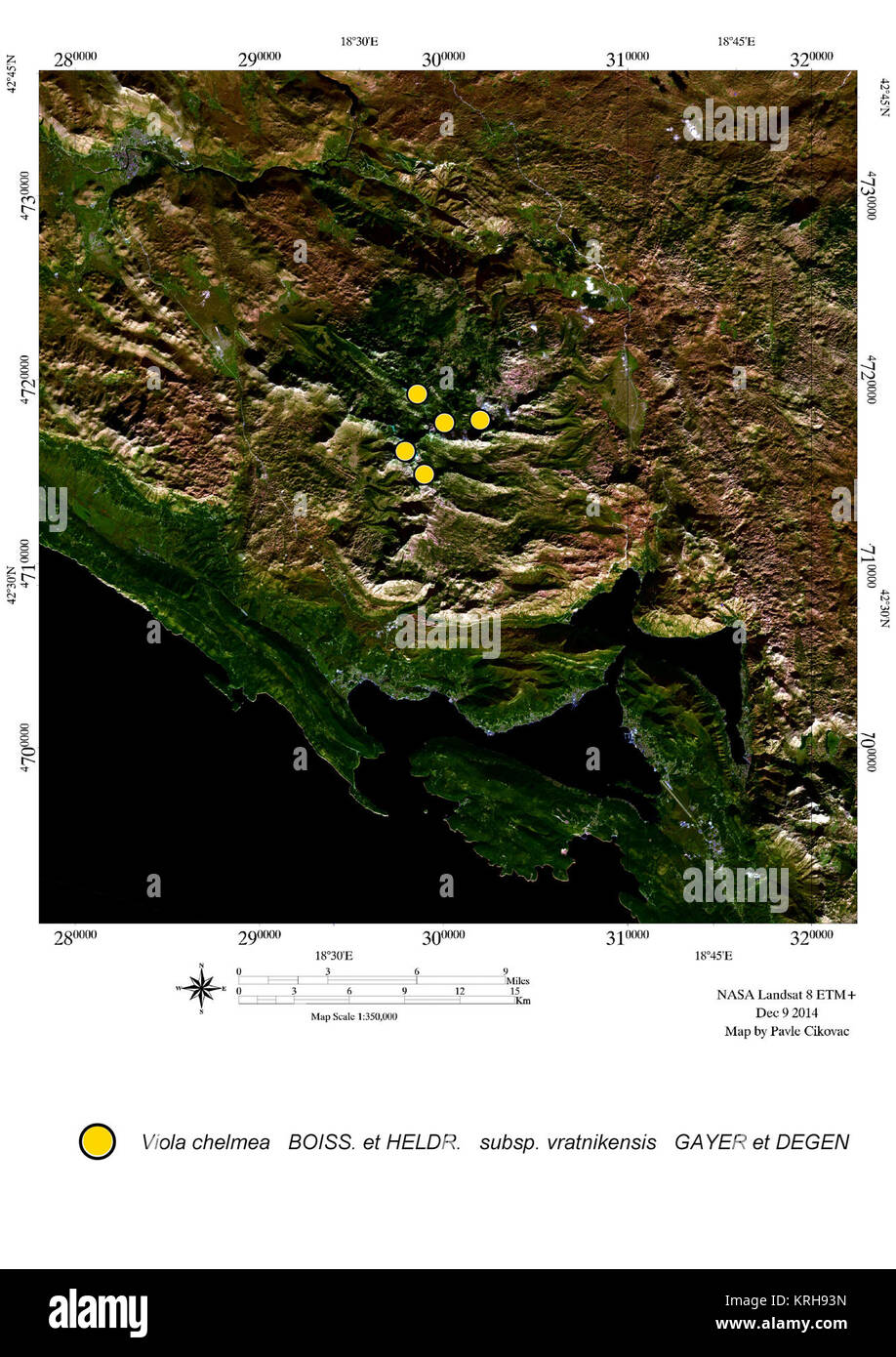 Viola chelmea distributional map for ssp. chelmea on the subadriatic Mt ...