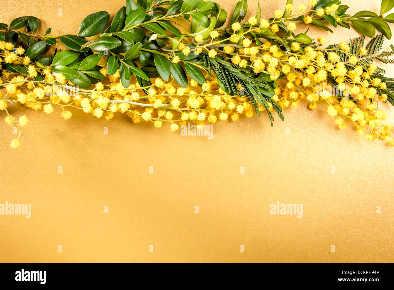 Mimosa family hi-res stock photography and images - Alamy