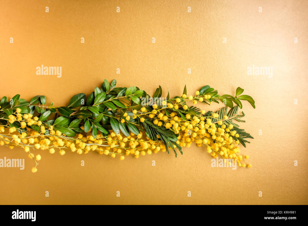 Mimosa family hi-res stock photography and images - Alamy