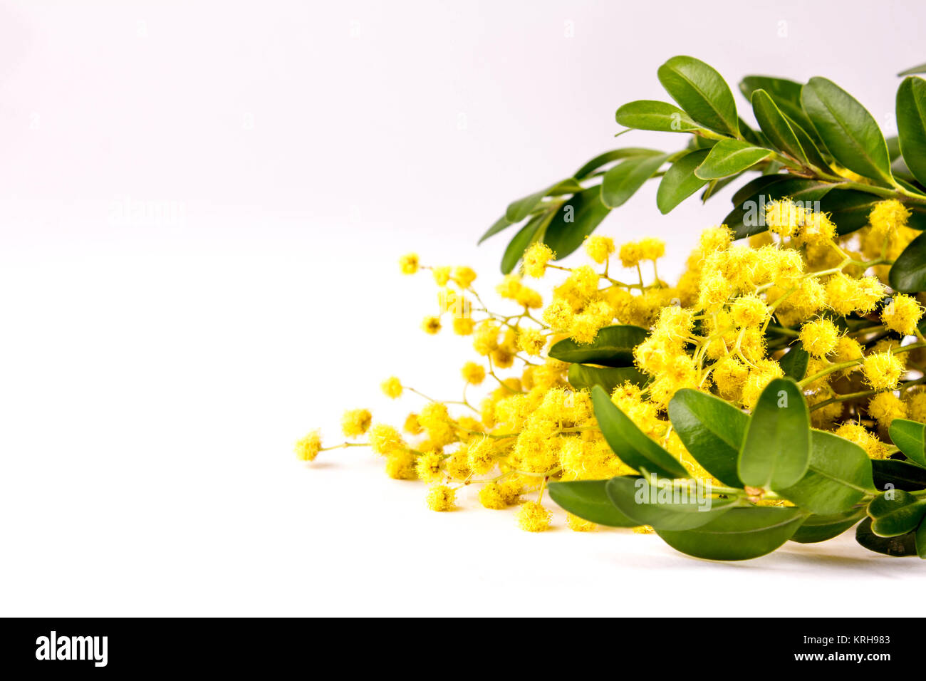 Mimosa family hi-res stock photography and images - Alamy