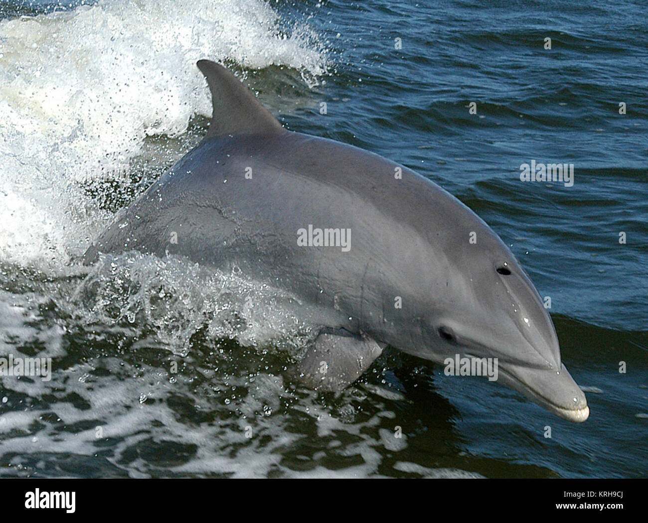 Tursiops truncatus 01-cropped Stock Photo - Alamy