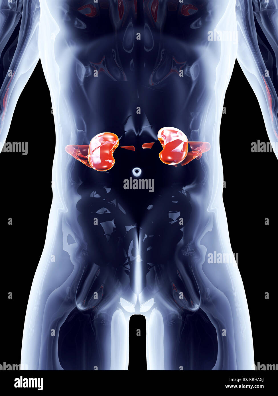 The Kidneys. 3D rendered anatomical illustration Stock Photo - Alamy