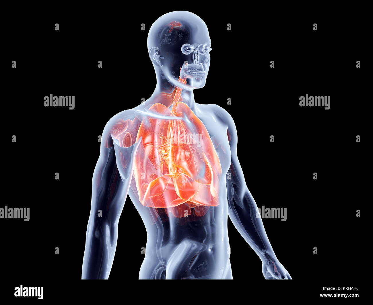 The Lungs. 3D rendered anatomical illustration Stock Photo - Alamy