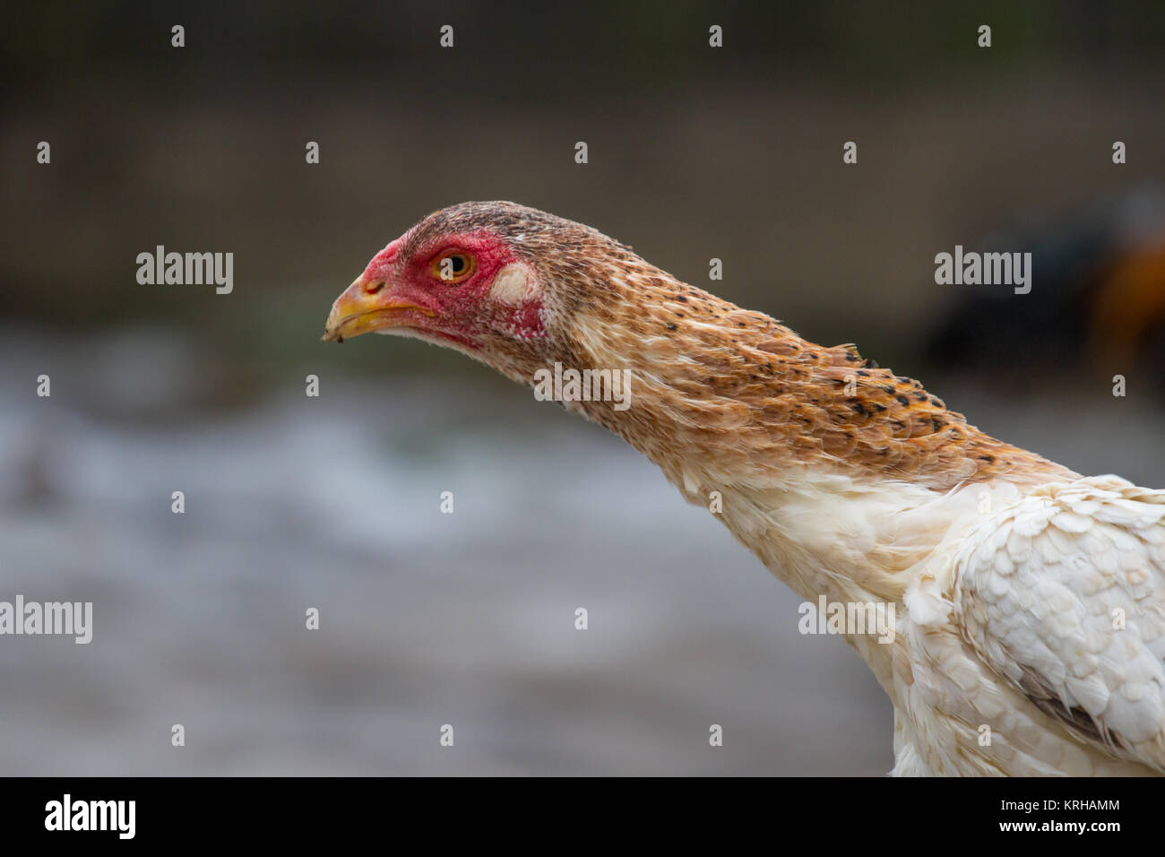 White brown Shamo chicken hen (Gallus gallus domesticus Stock Photo - Alamy