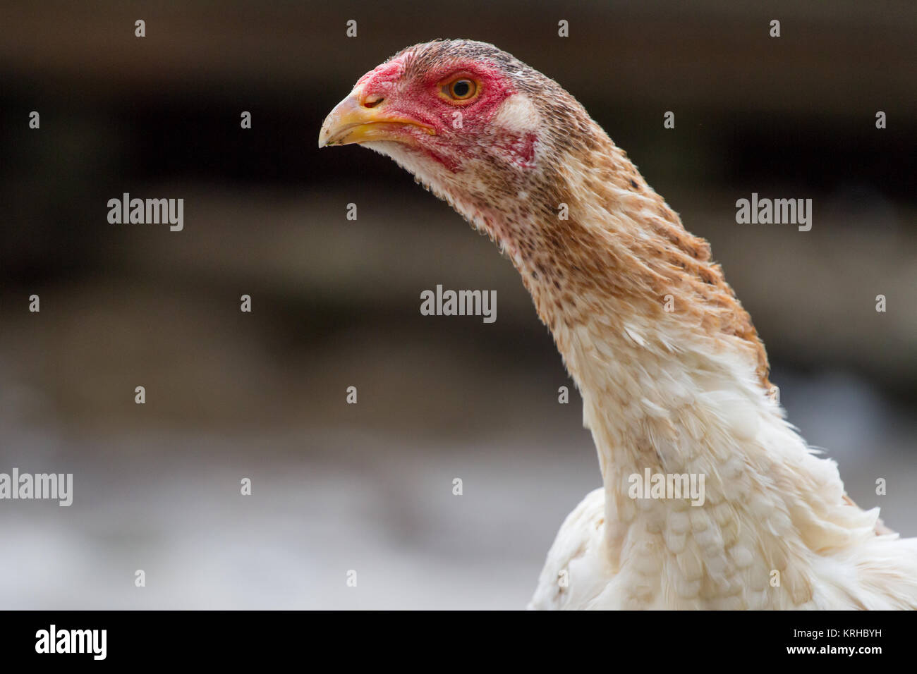 White brown Shamo chicken hen (Gallus gallus domesticus Stock Photo - Alamy