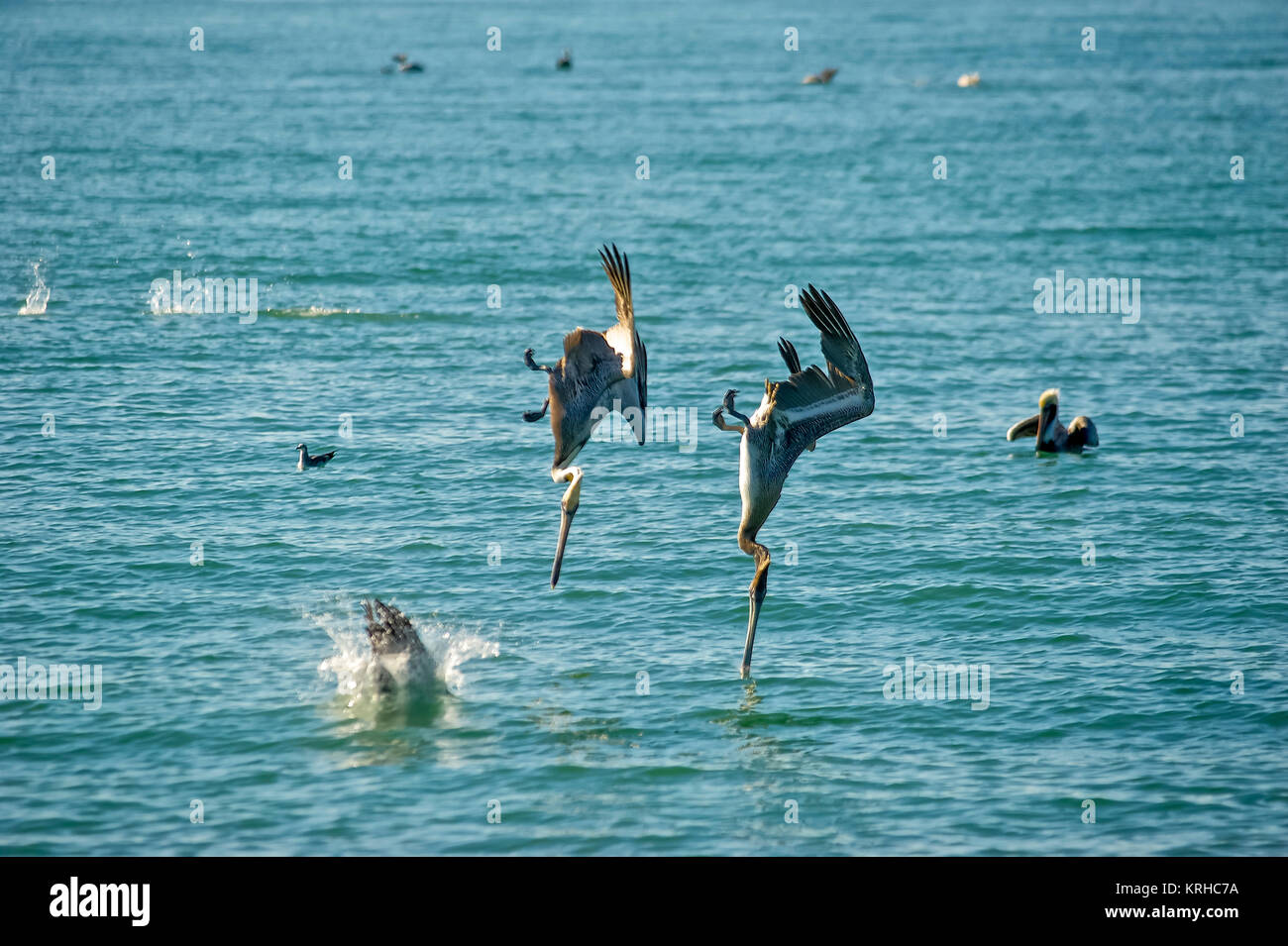 Pelicans diving hi-res stock photography and images - Alamy