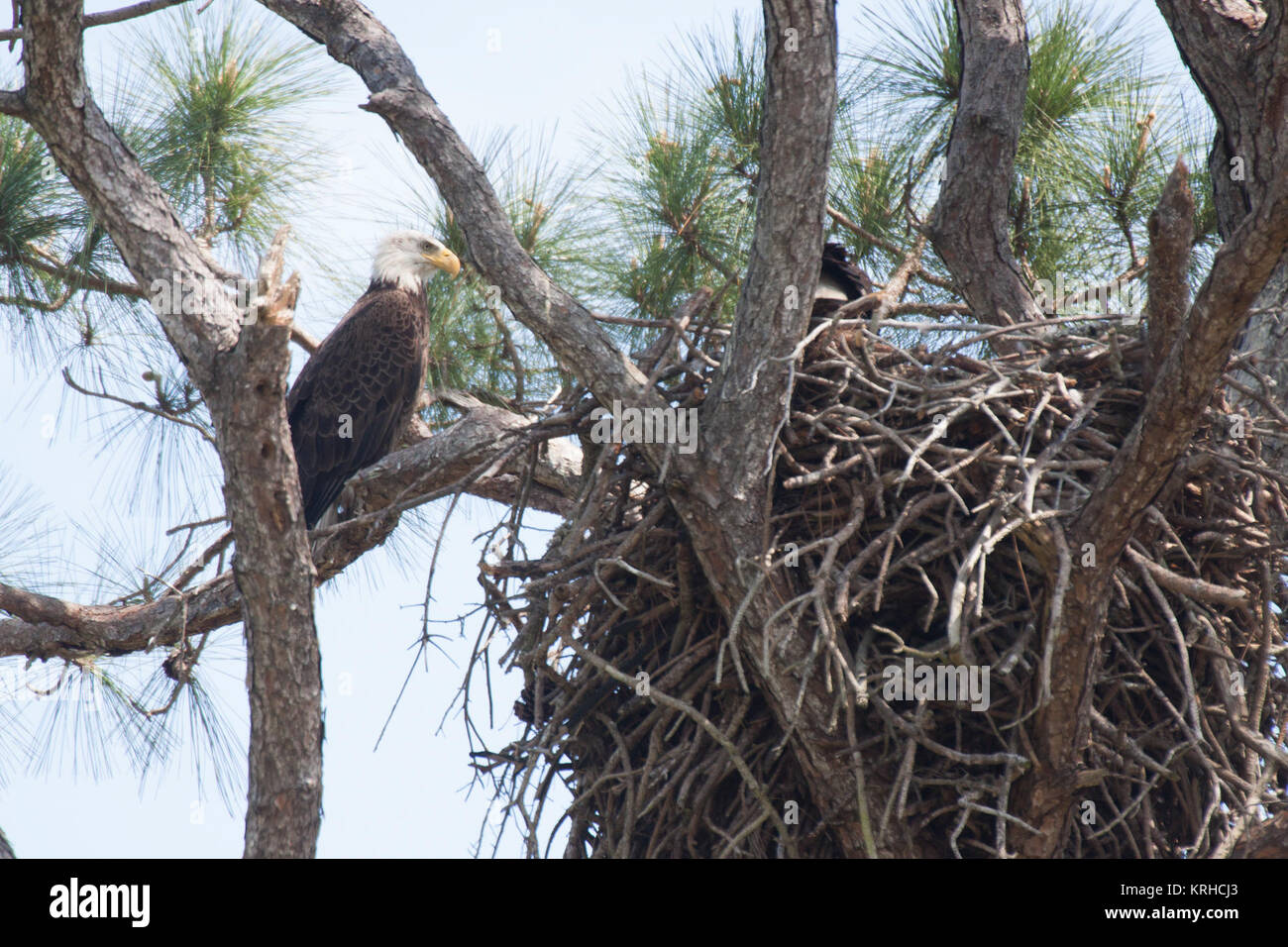 NASA Kennedy Wildlife - Bald Eagle (8 Stock Photo - Alamy