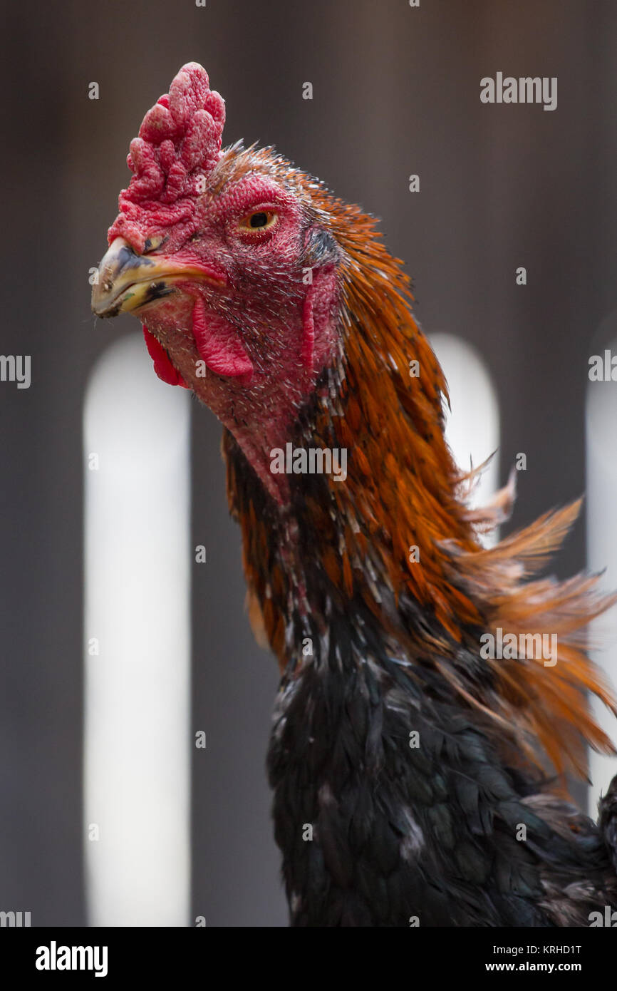 Shamo chicken rooster (Gallus gallus domesticus Stock Photo - Alamy