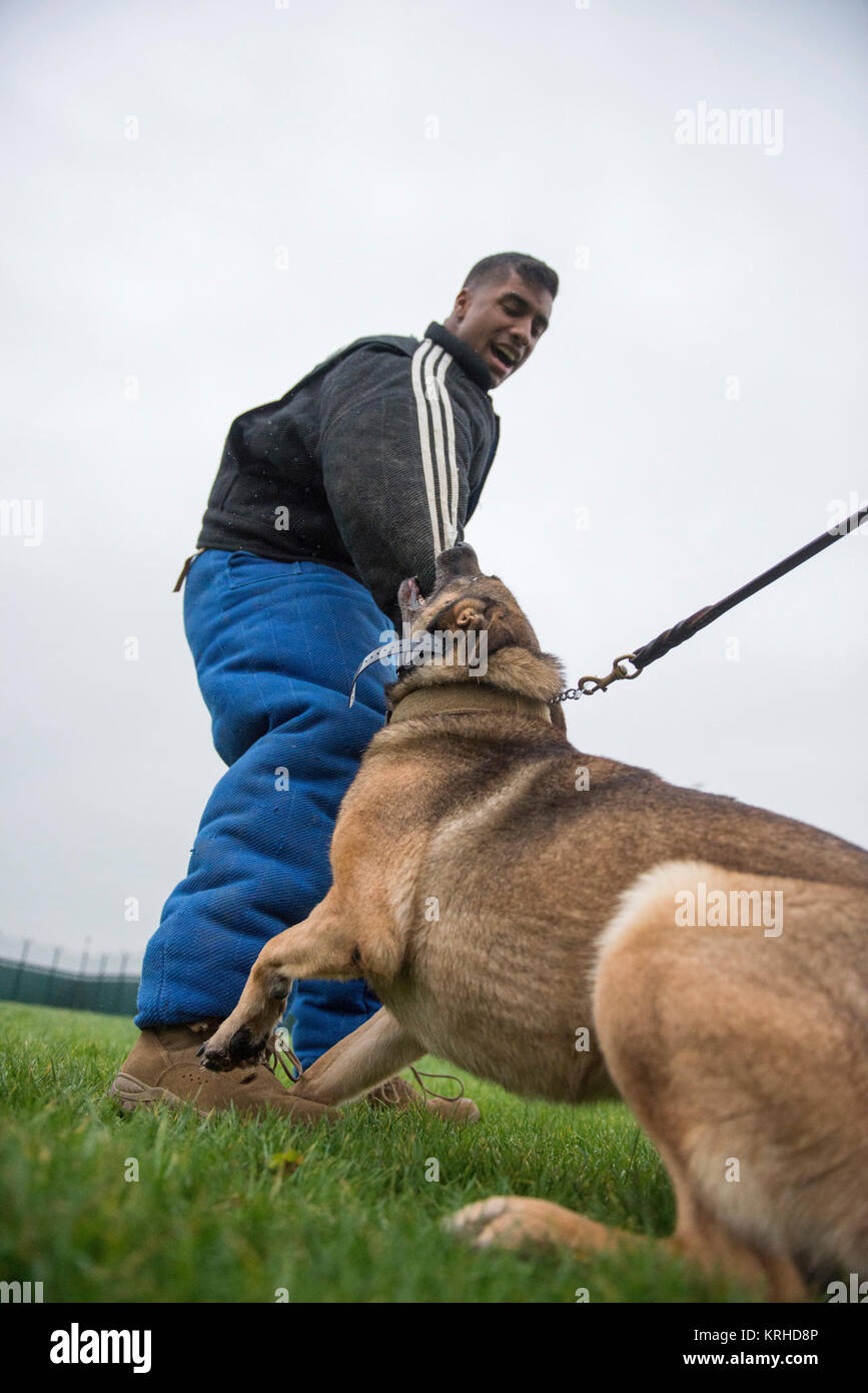 Military working dog bites hi-res stock photography and images - Alamy