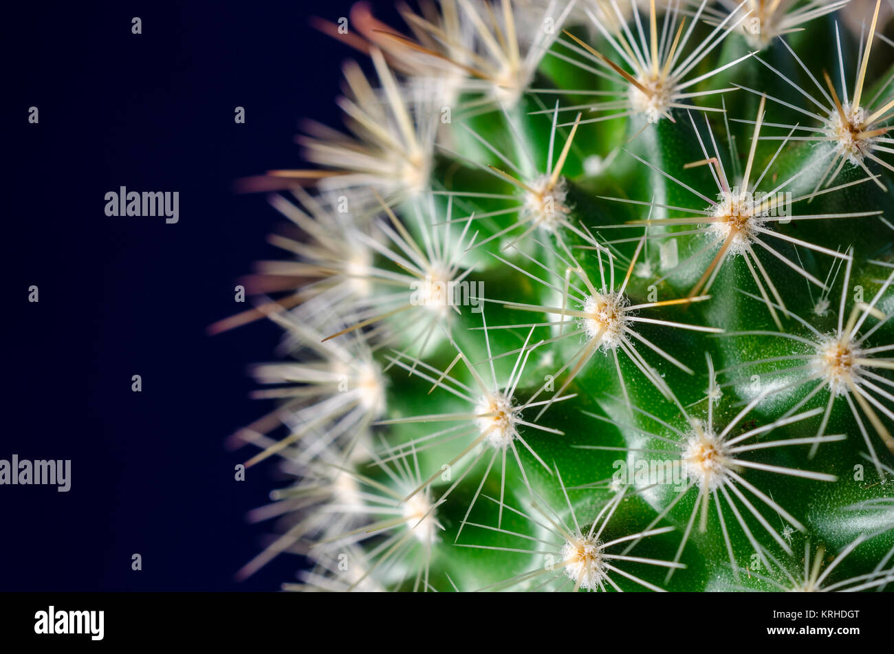 Cactus, blue background Stock Photo - Alamy